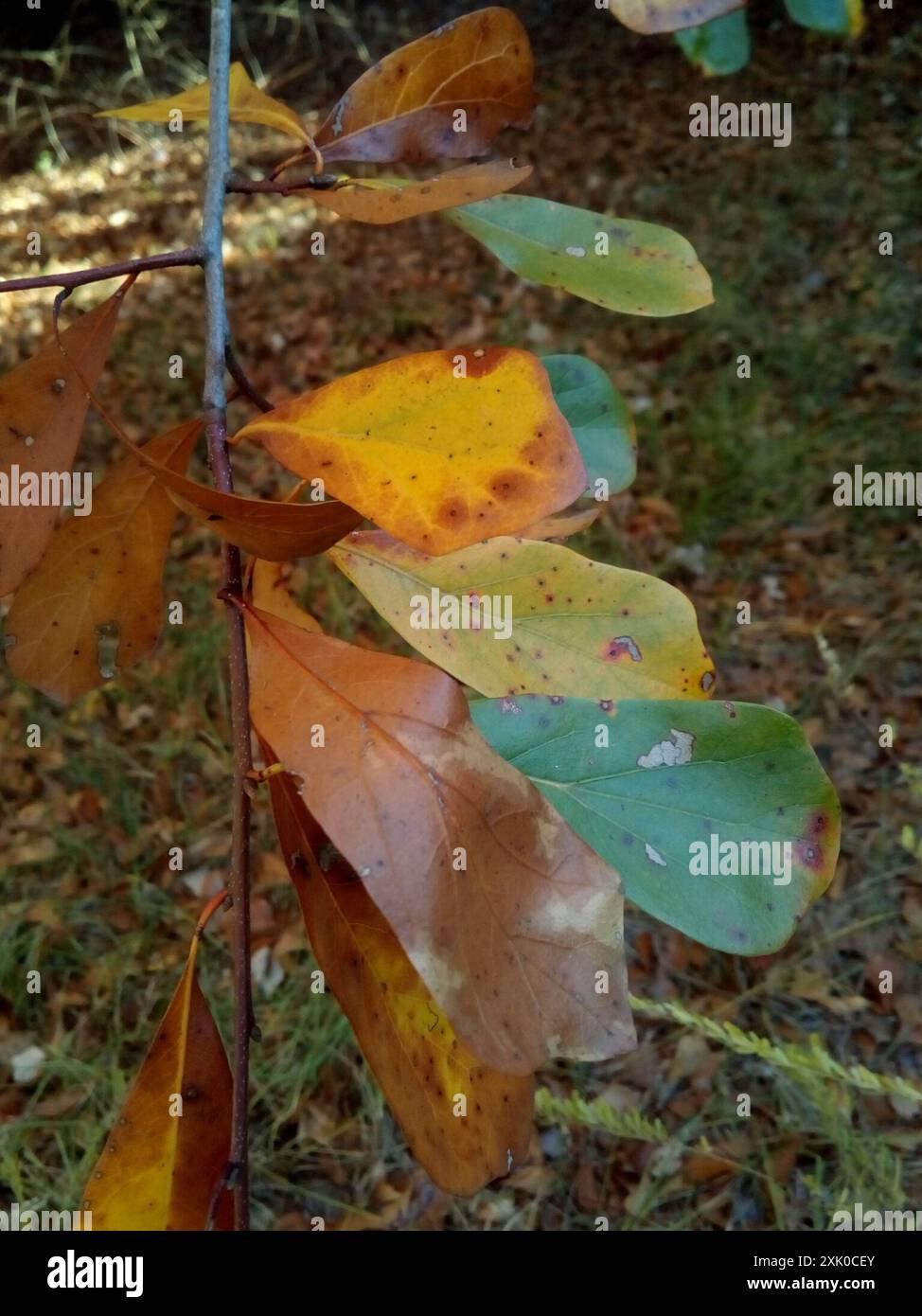 water oak (Quercus nigra) Plantae Stock Photo - Alamy