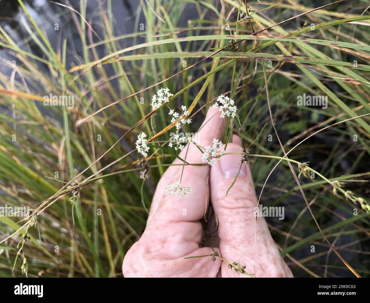 bulblet-bearing water hemlock (Cicuta bulbifera) Plantae Stock Photo ...
