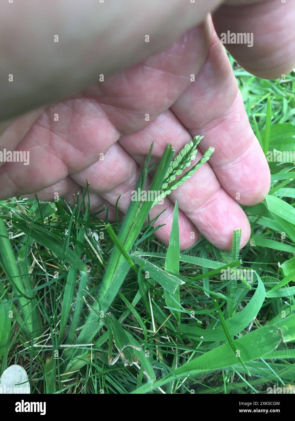 Paspalum laeve hi-res stock photography and images - Alamy