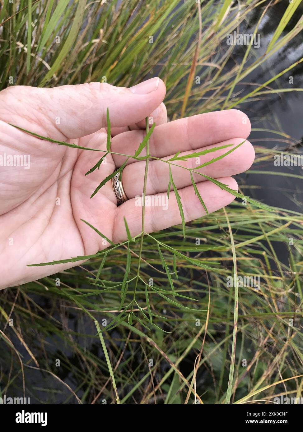 bulblet-bearing water hemlock (Cicuta bulbifera) Plantae Stock Photo ...