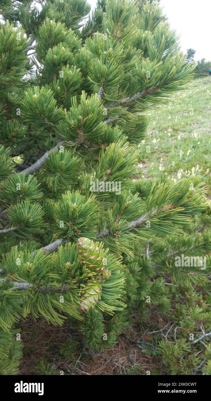 limber pine (Pinus flexilis) Plantae Stock Photo - Alamy