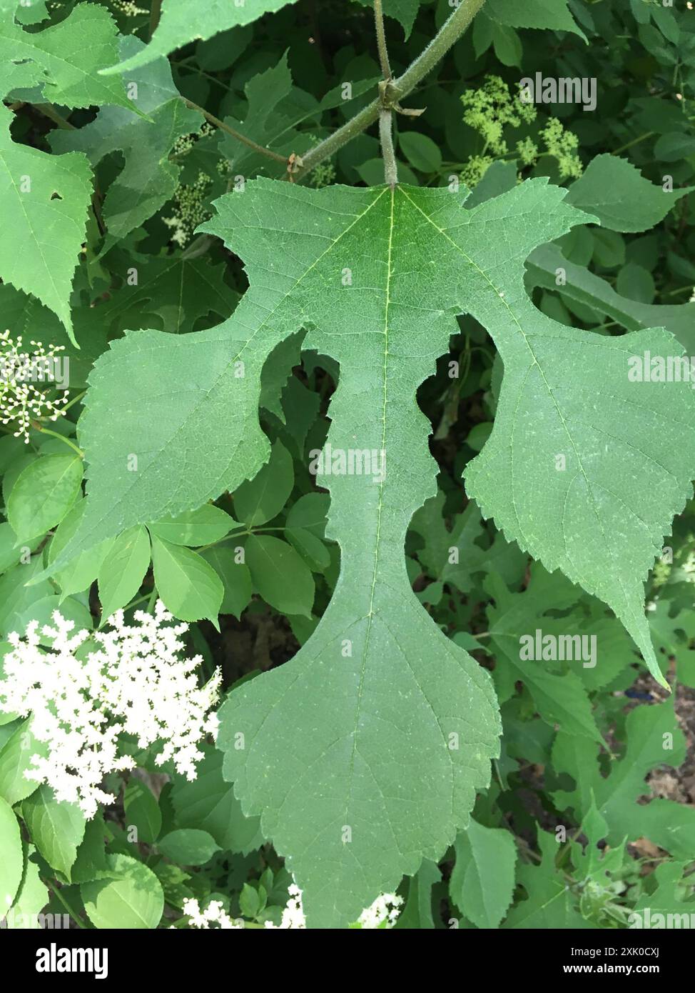 Paper mulberry (Broussonetia papyrifera) Plantae Stock Photo - Alamy