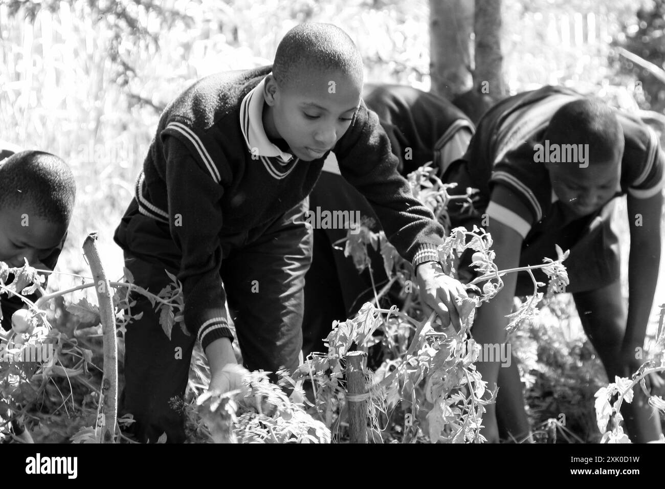 A black and white photo of young boys working together in a garden ...
