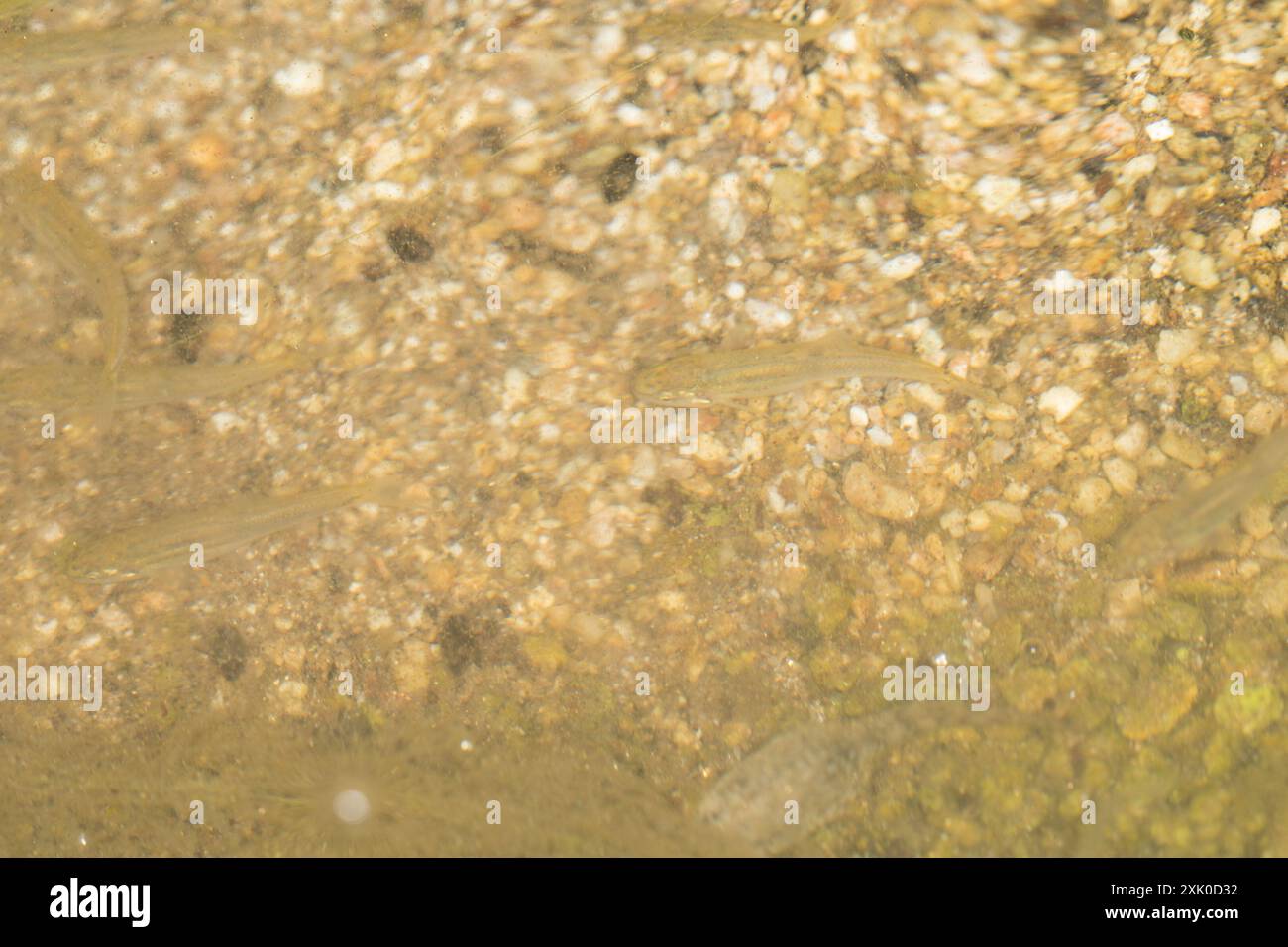 Ray-finned Fishes (Actinopterygii) Actinopterygii Stock Photo - Alamy