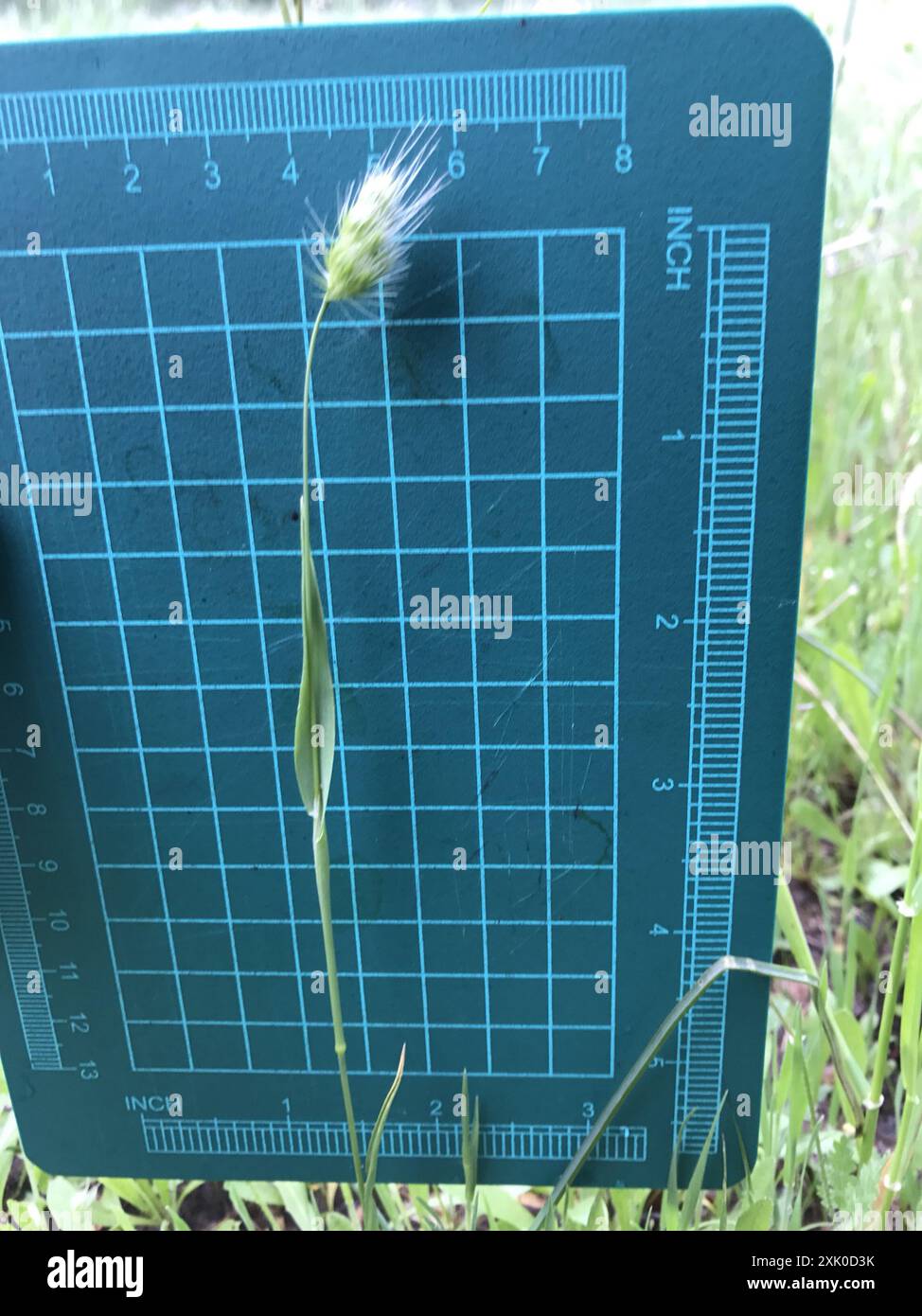 bristly dogtail grass (Cynosurus echinatus) Plantae Stock Photo - Alamy