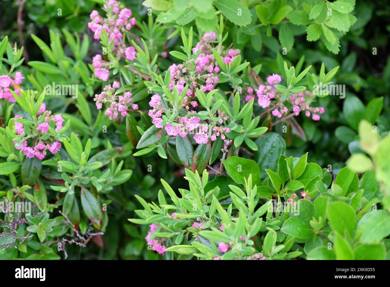 Swamp Laurel (Kalmia polifolia) Plantae Stock Photo - Alamy