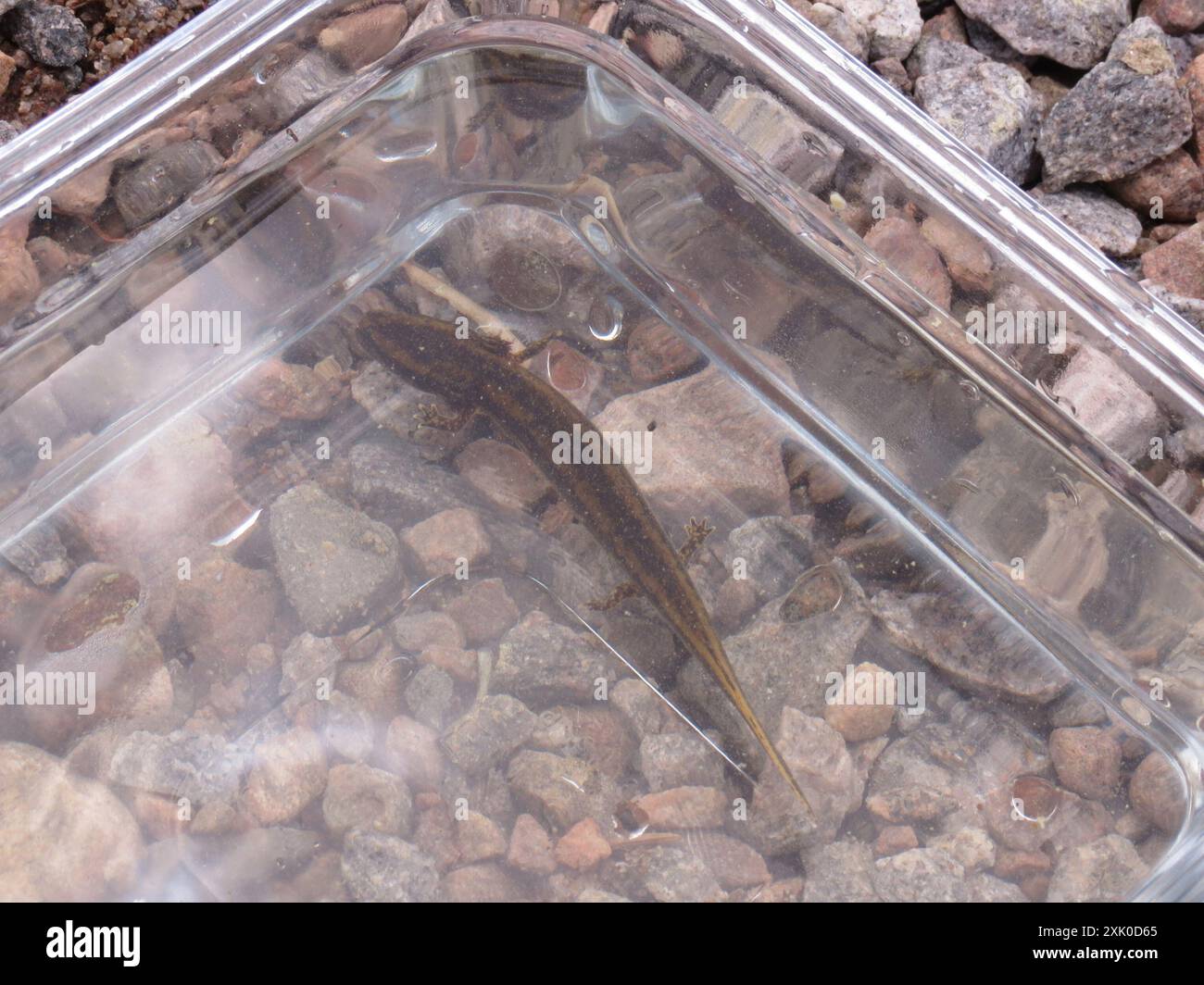Common Mudpuppy (Necturus maculosus) Amphibia Stock Photo - Alamy