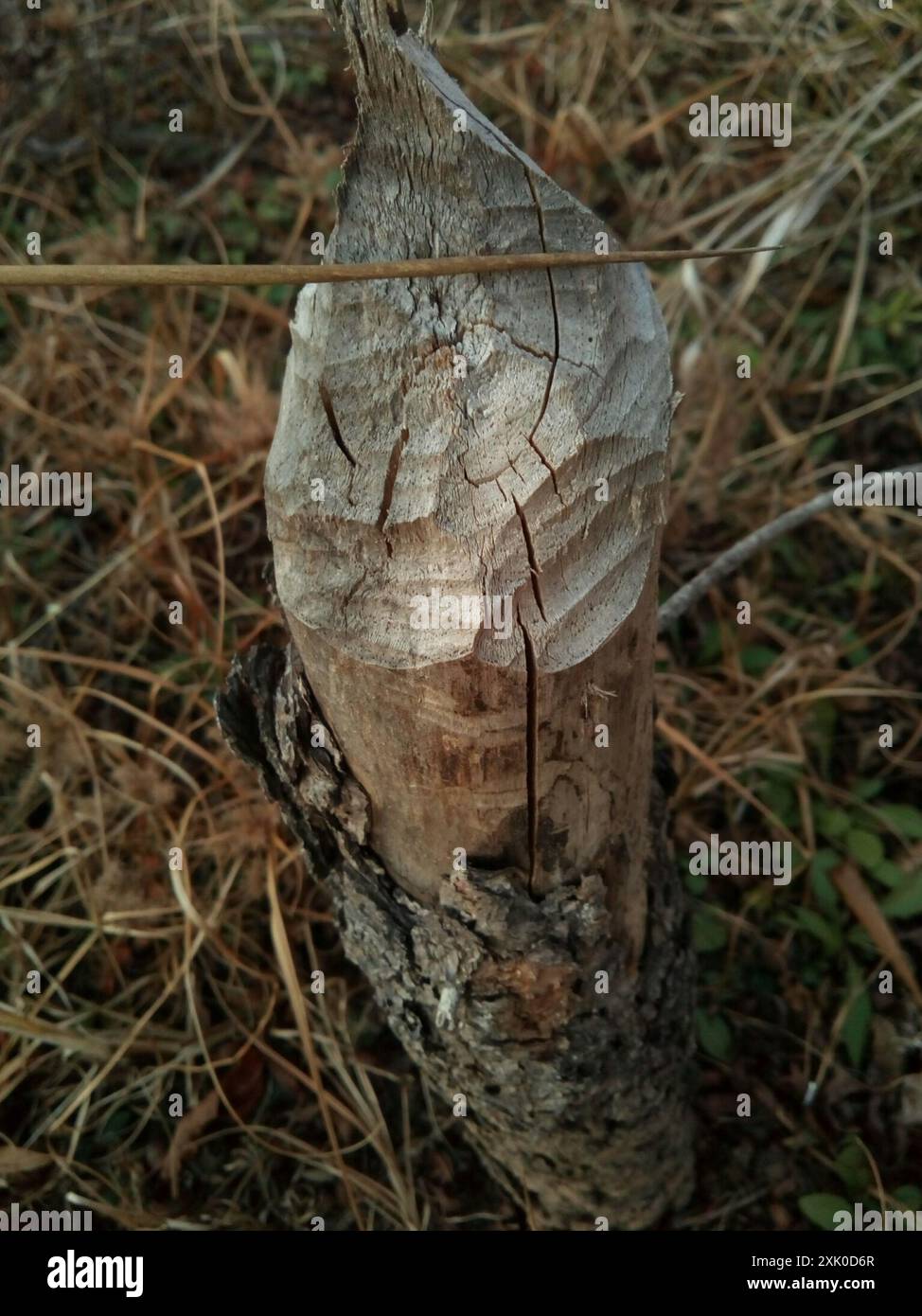 American Beaver (Castor canadensis) Mammalia Stock Photo - Alamy