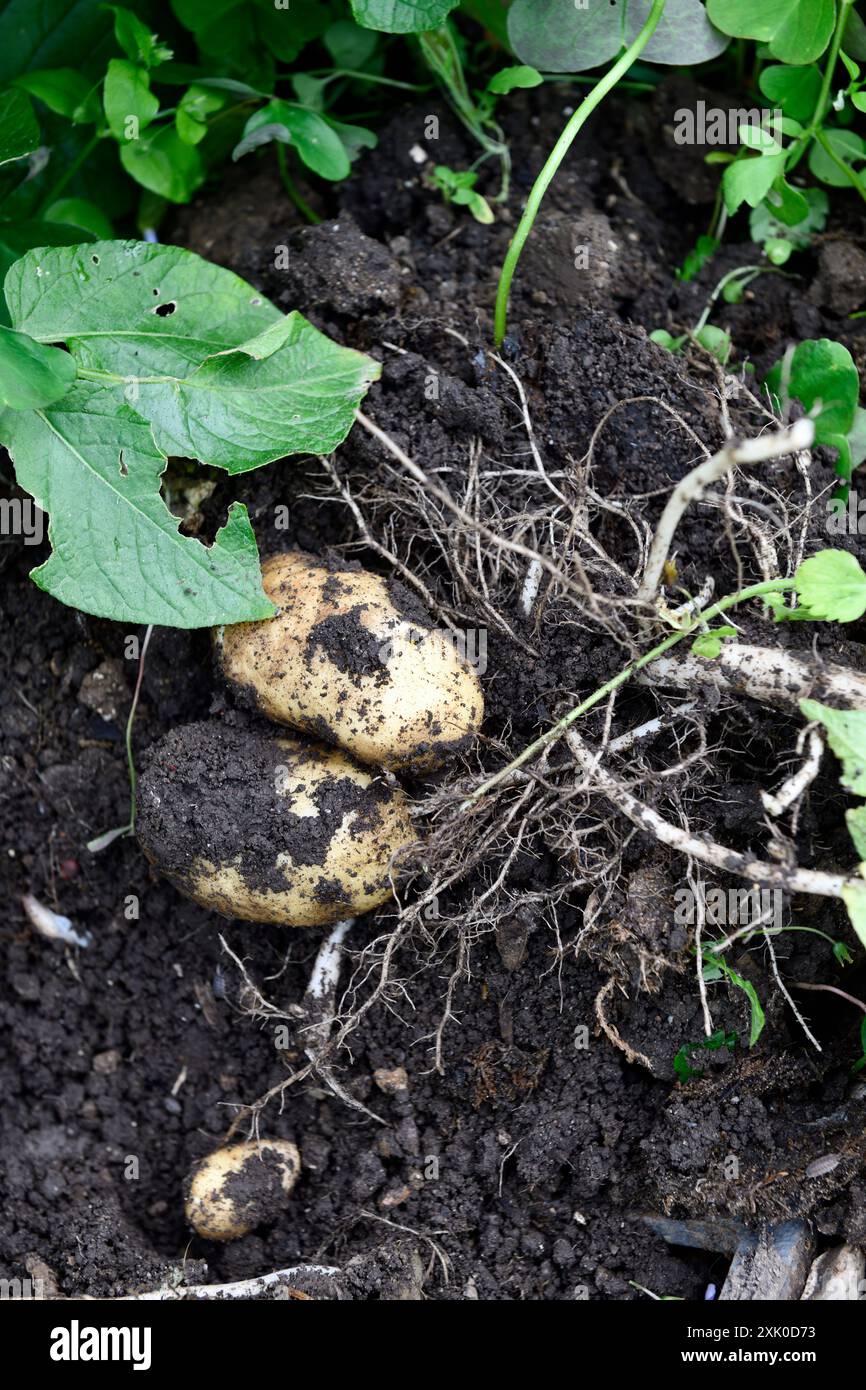 Dug Potatoe Root with Potatoes (Solanum tuberosum) still attached to ...
