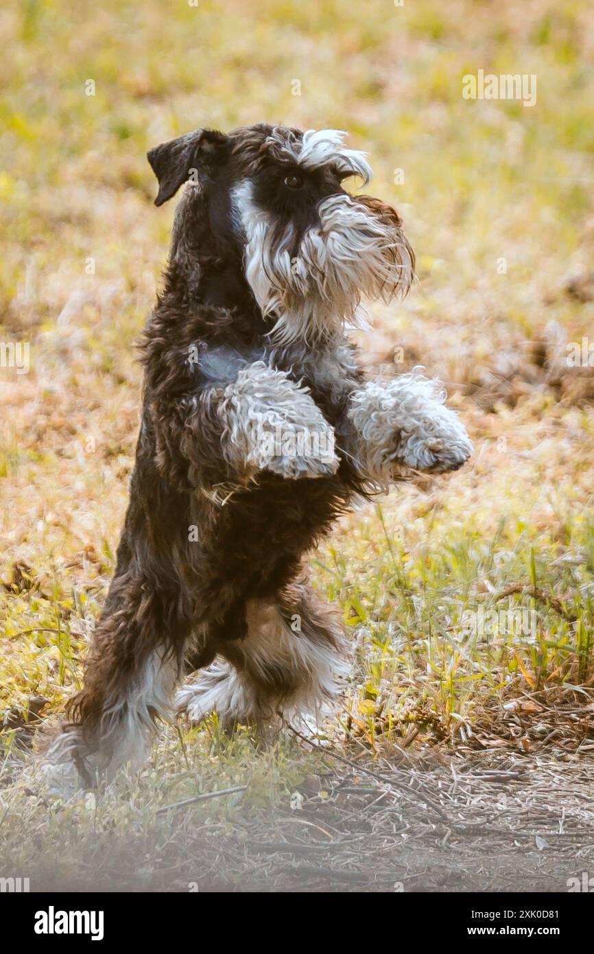 A black and white Miniature Schnauzer stands tall on its hind legs in a ...