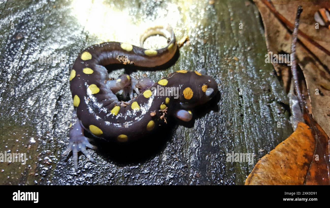 Spotted Salamander (Ambystoma maculatum) Amphibia Stock Photo - Alamy