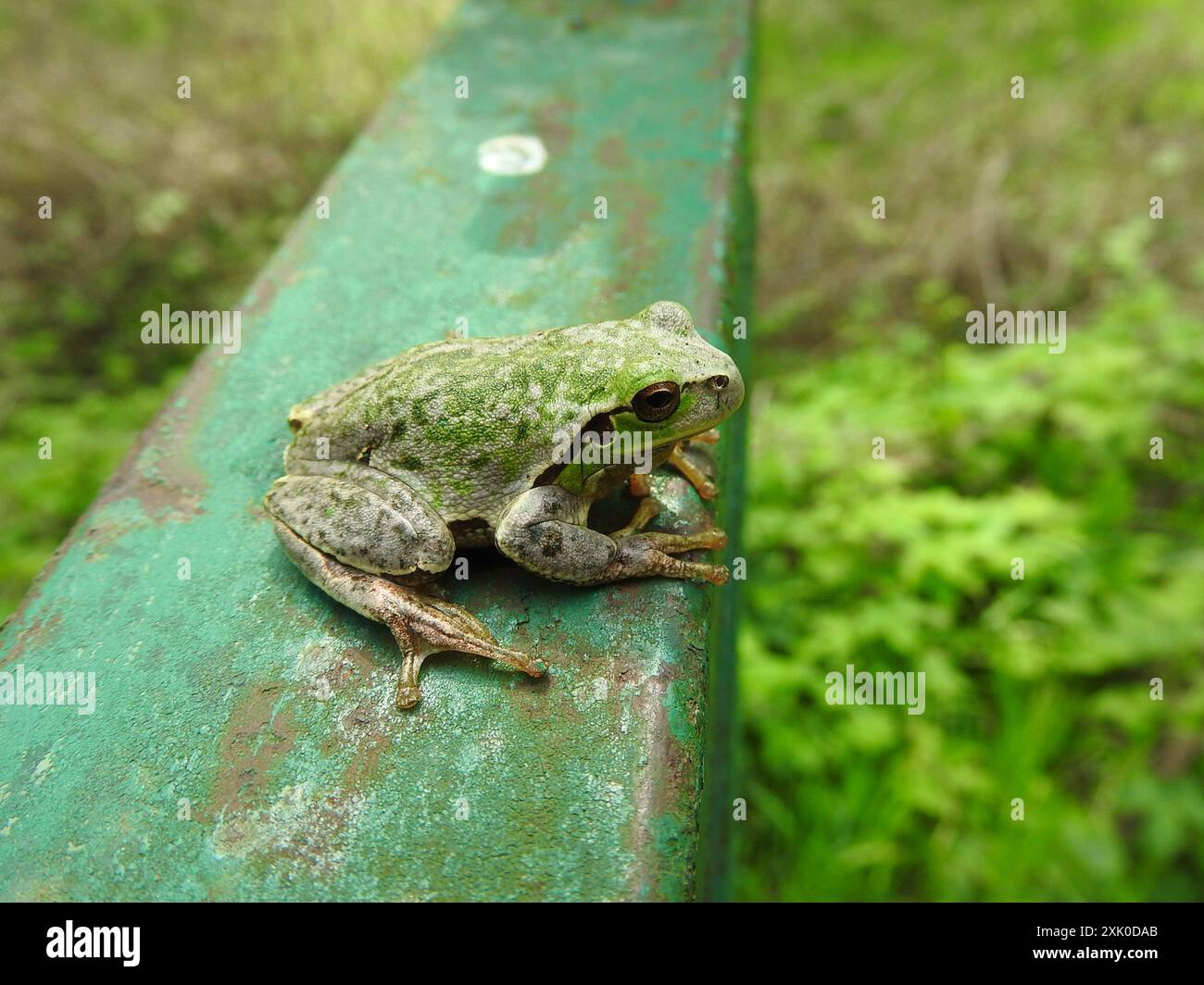 Italian Tree Frog (Hyla intermedia) Amphibia Stock Photo - Alamy