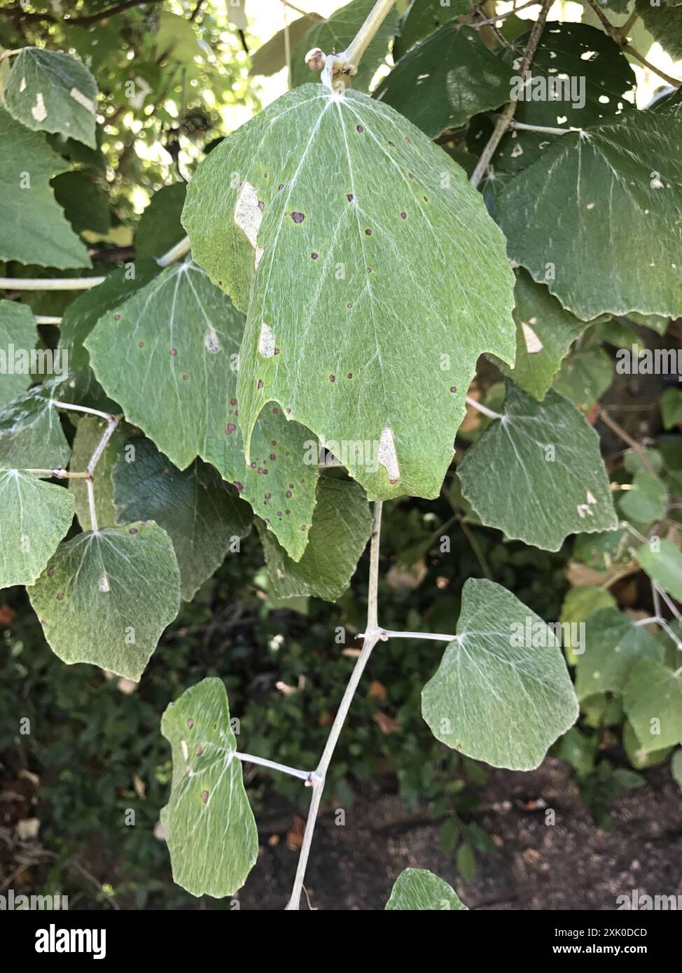 mustang grape (Vitis mustangensis) Plantae Stock Photo - Alamy