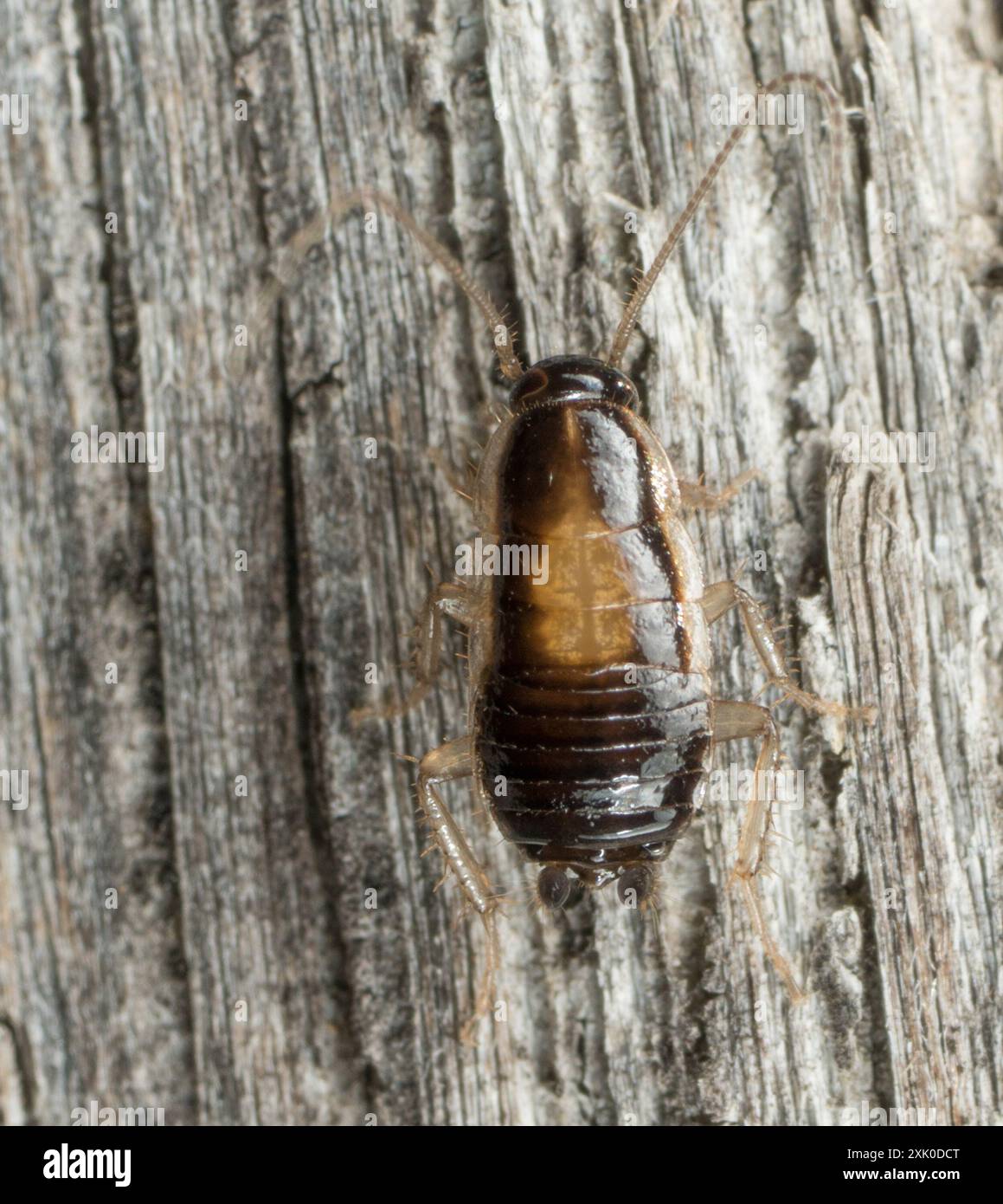 Asian Cockroach (Blattella asahinai) Insecta Stock Photo - Alamy