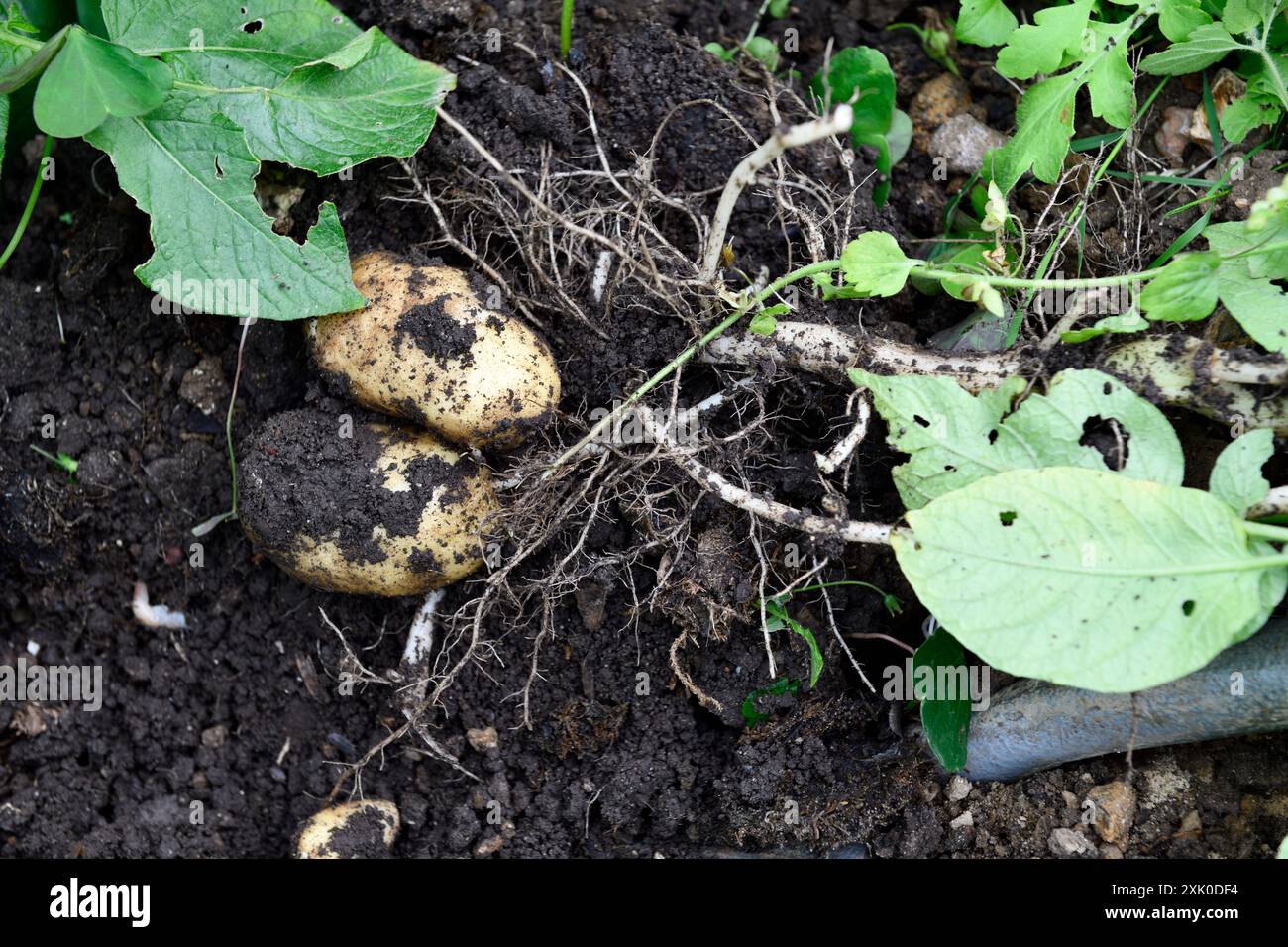 Dug Potatoe Root with Potatoes (Solanum tuberosum) still attached to ...