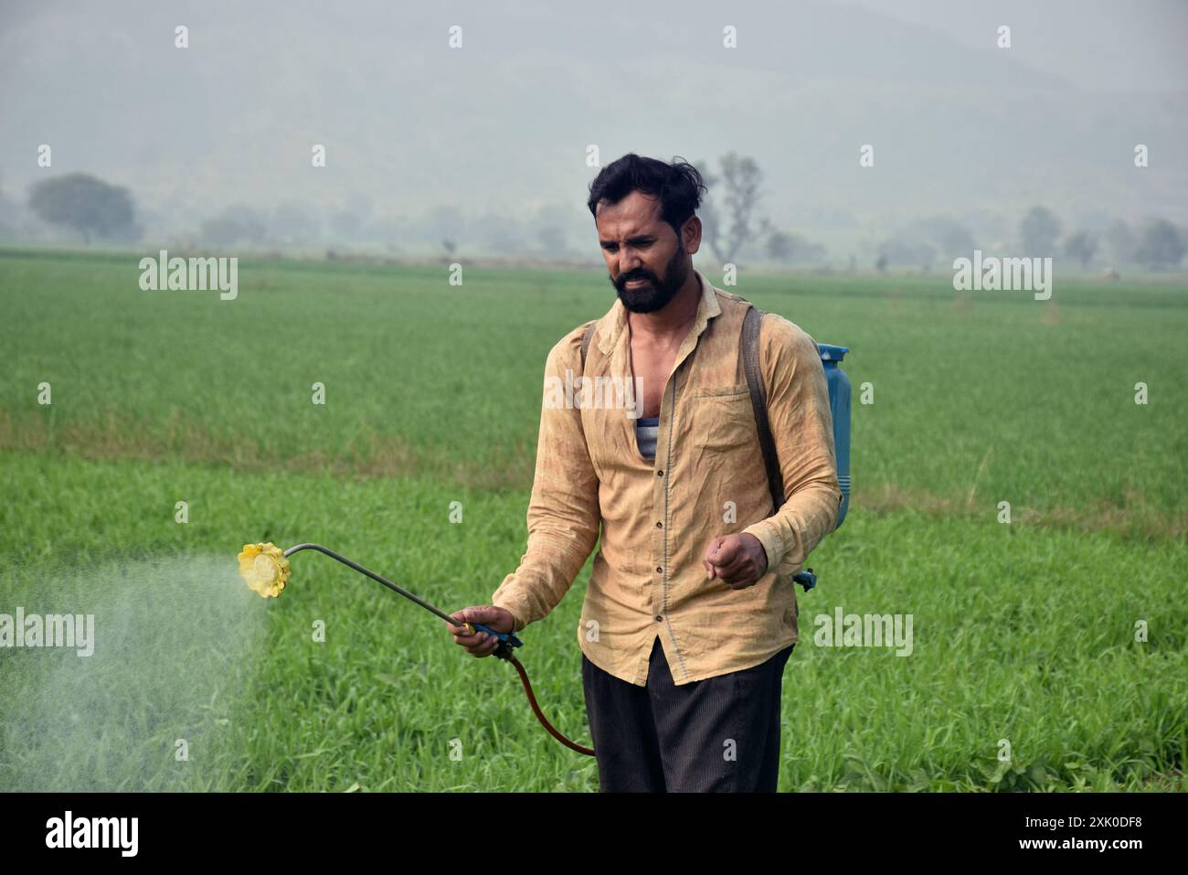 Farmer pesticide in paddy field hi-res stock photography and images - Alamy