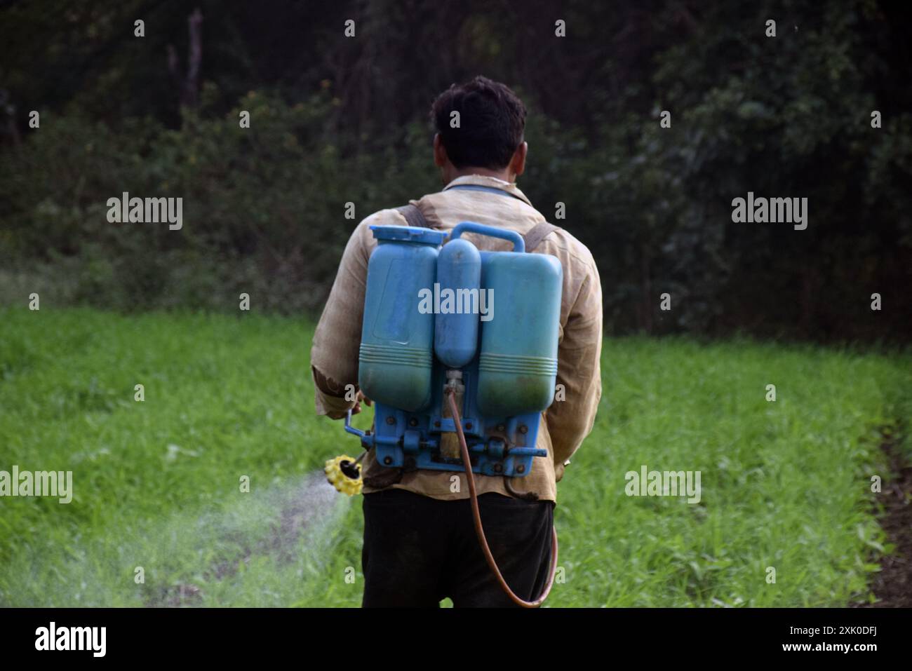 Indian farmer spraying fertilizer in his wheat field Stock Photo - Alamy