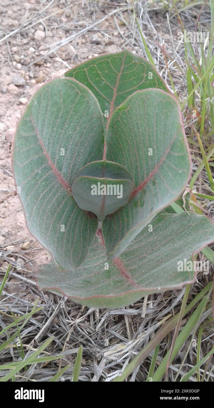 broadleaf milkweed (Asclepias latifolia) Plantae Stock Photo - Alamy