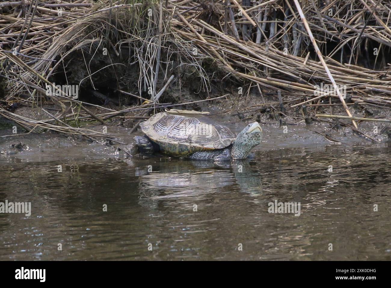 Northern Diamondback Terrapin (Malaclemys terrapin terrapin) Reptilia ...