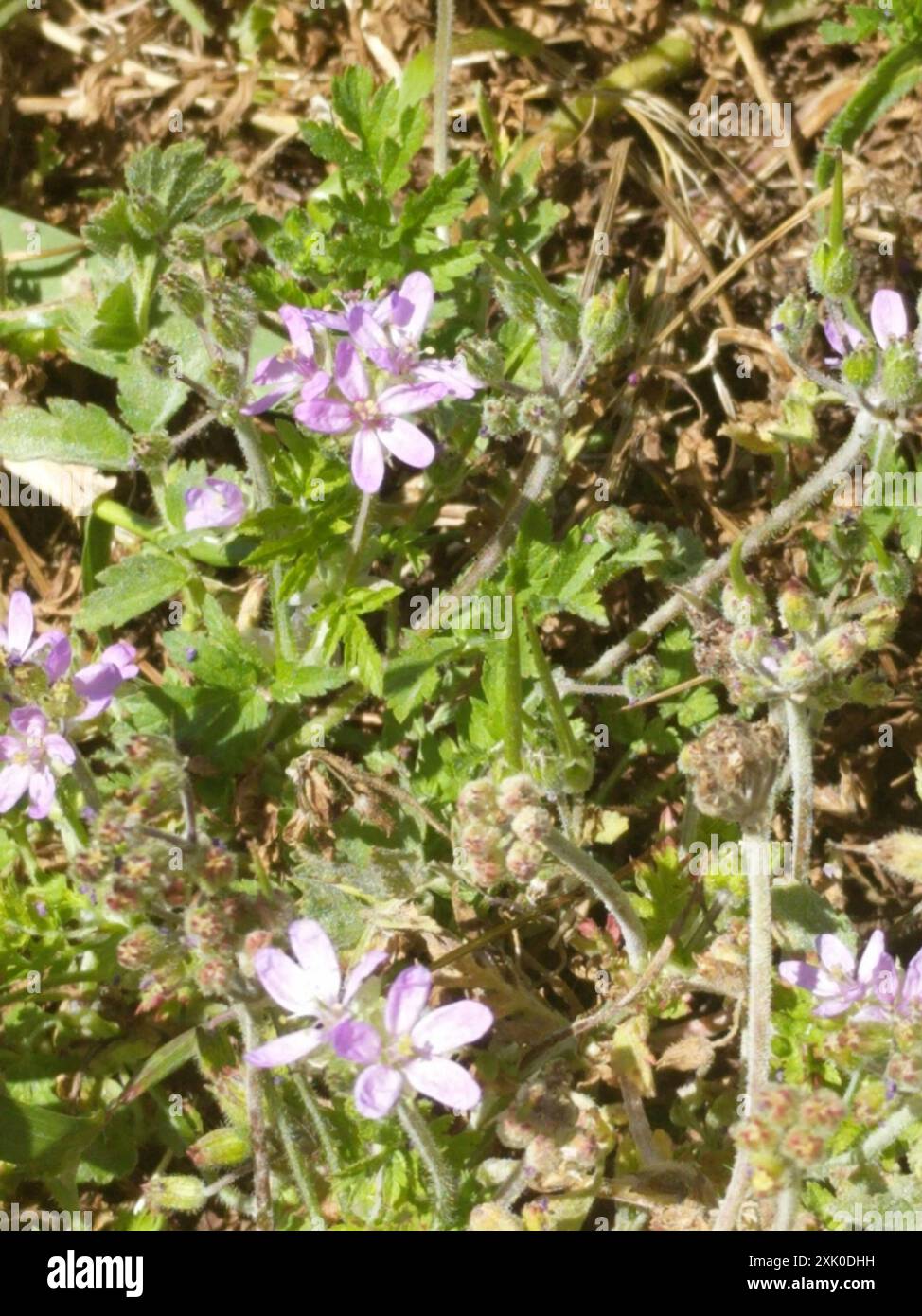 Geranium family (Geraniaceae) Plantae Stock Photo - Alamy