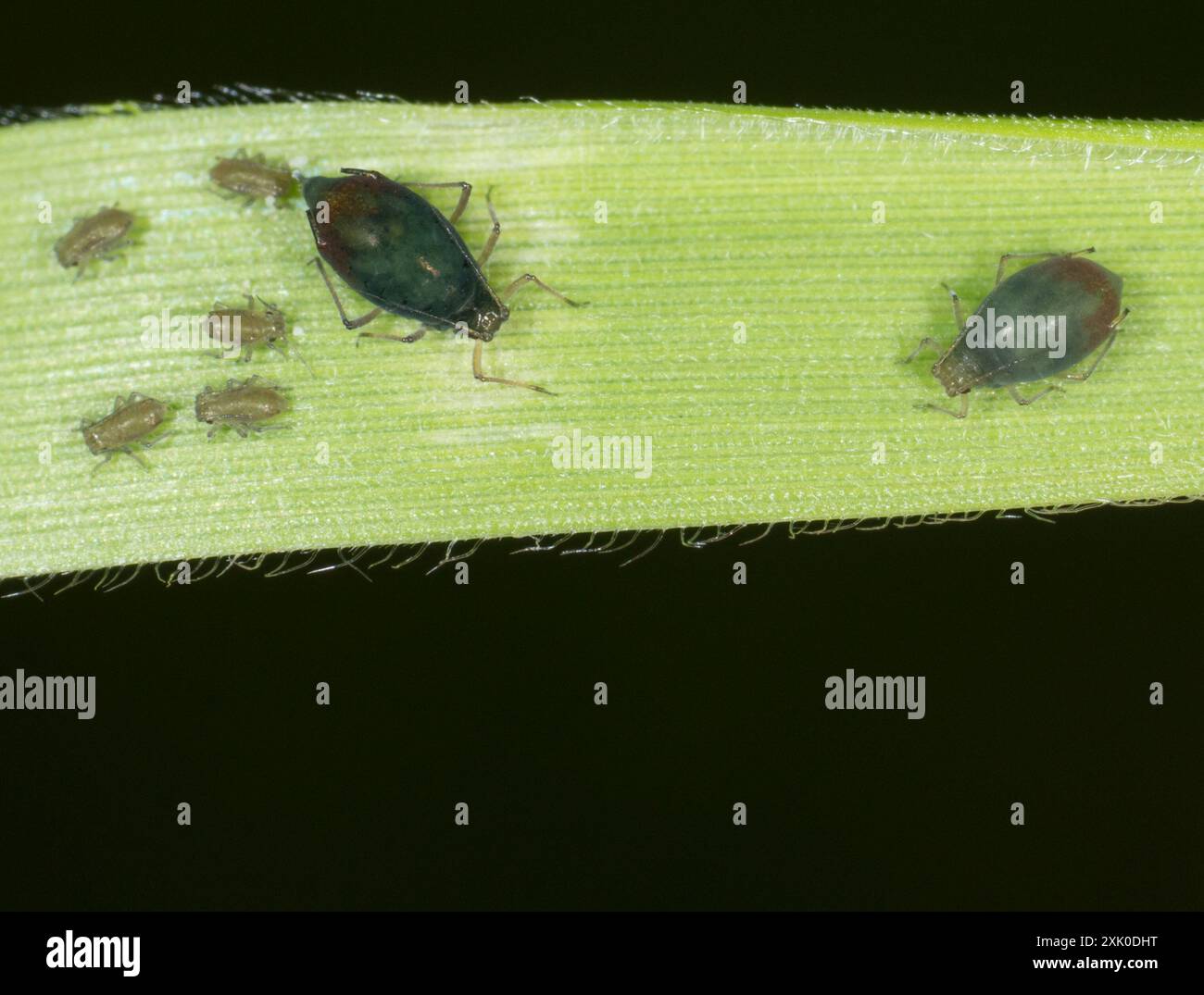 Bird Cherry-oat Aphid (Rhopalosiphum padi) Insecta Stock Photo - Alamy