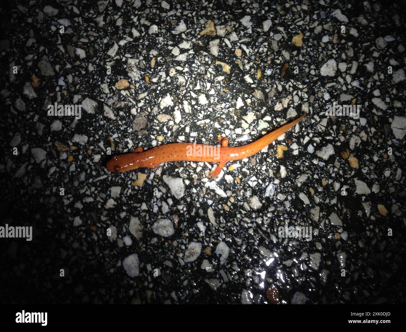 Kentucky Spring Salamander (Gyrinophilus porphyriticus duryi) Amphibia ...