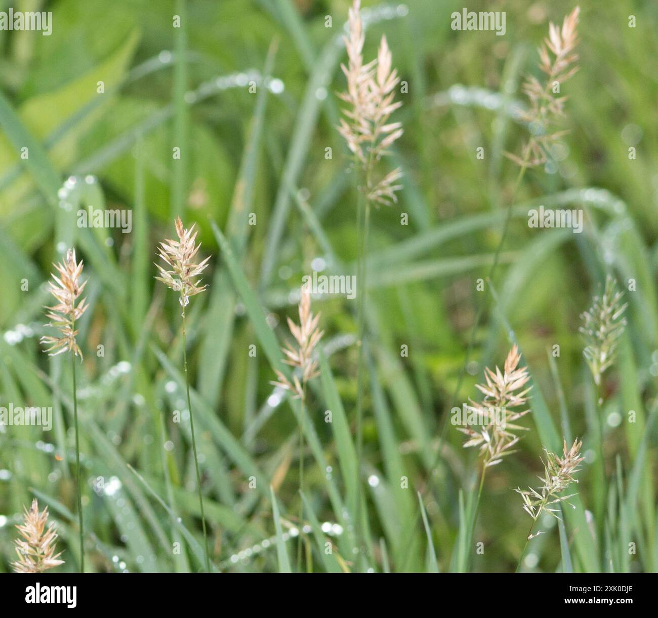 grasses (Poaceae) Plantae Stock Photo - Alamy