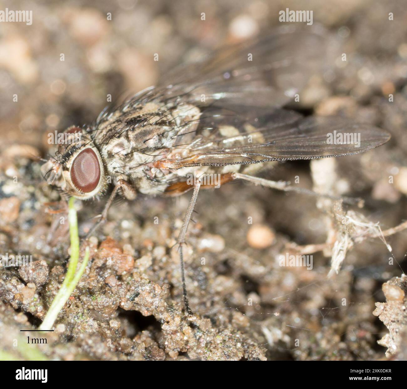 House Flies and Allies (Muscidae) Insecta Stock Photo - Alamy