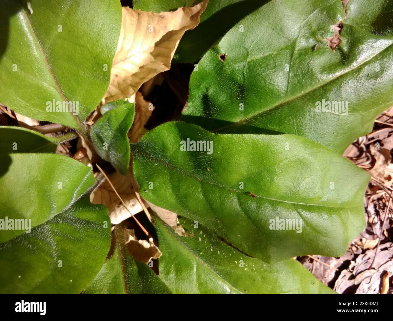 wild comfrey (Andersonglossum virginianum) Plantae Stock Photo - Alamy