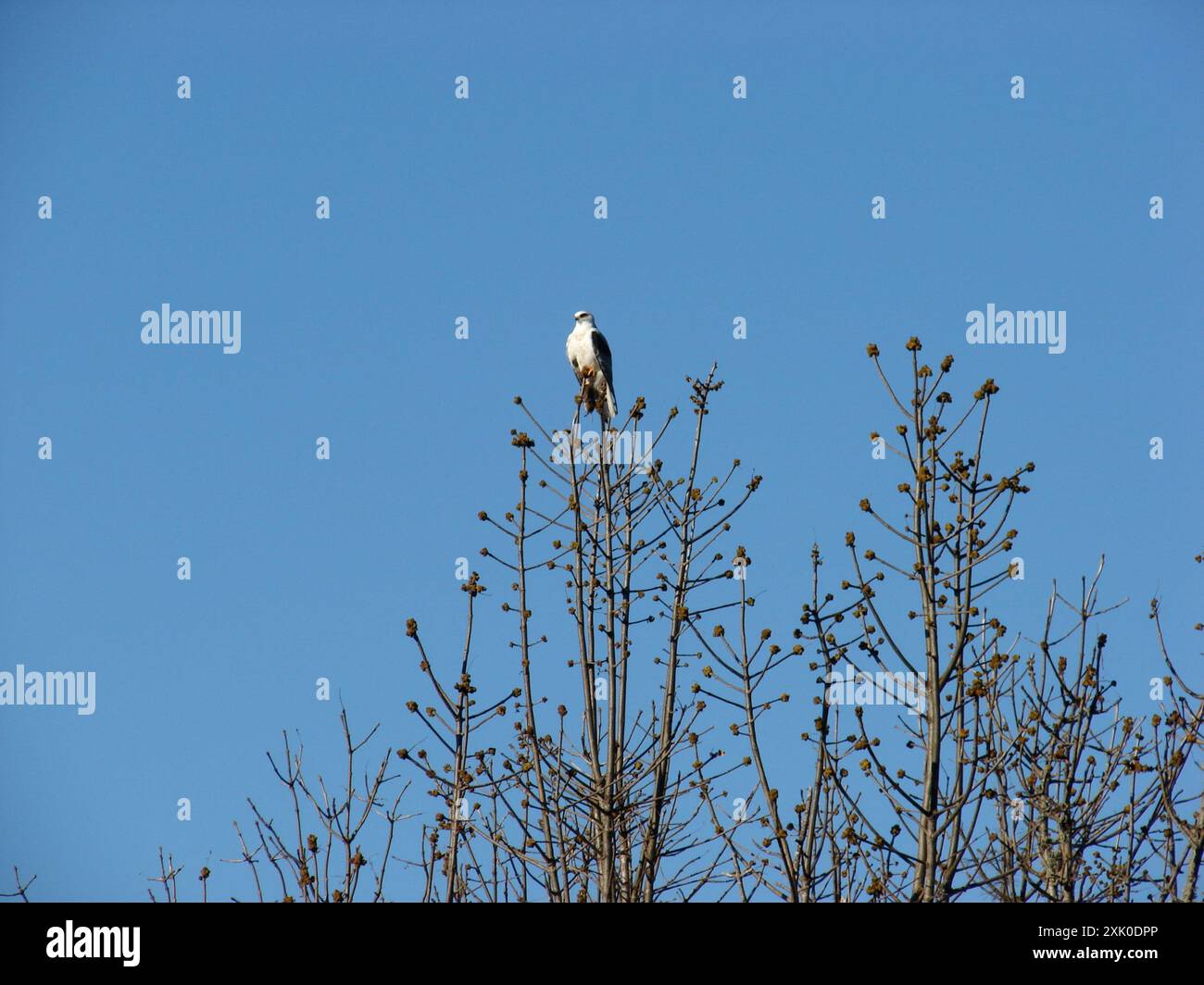 White-tailed Kite (Elanus leucurus) Aves Stock Photo - Alamy