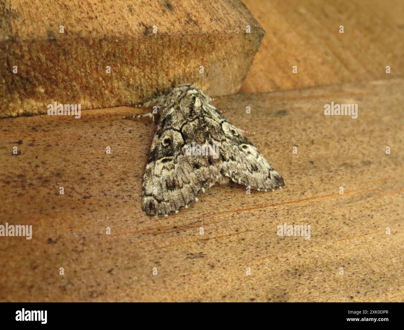 Laugher Moth (Charadra deridens) Insecta Stock Photo - Alamy