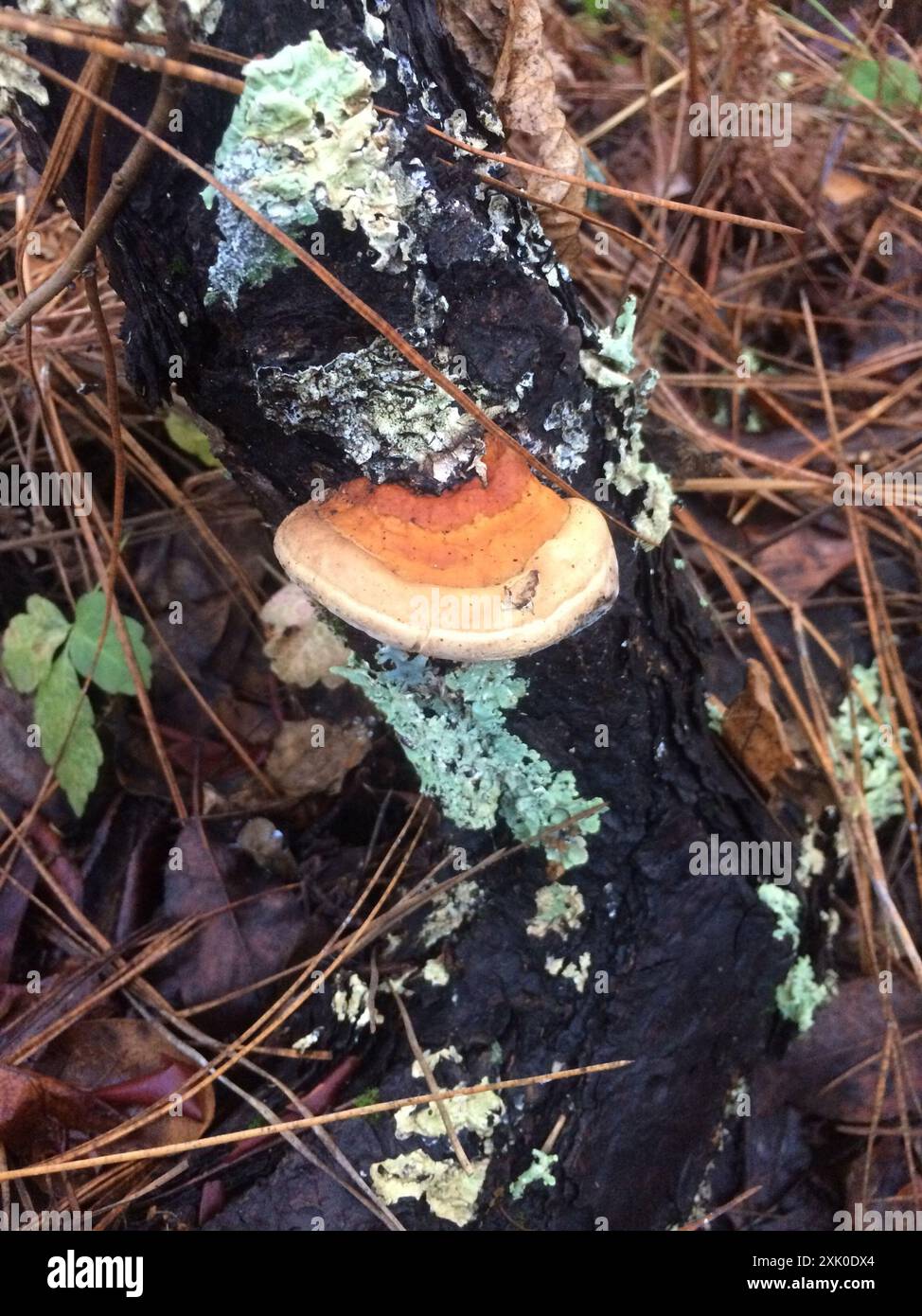 Red-banded Conks (Fomitopsis pinicola) Fungi Stock Photo - Alamy