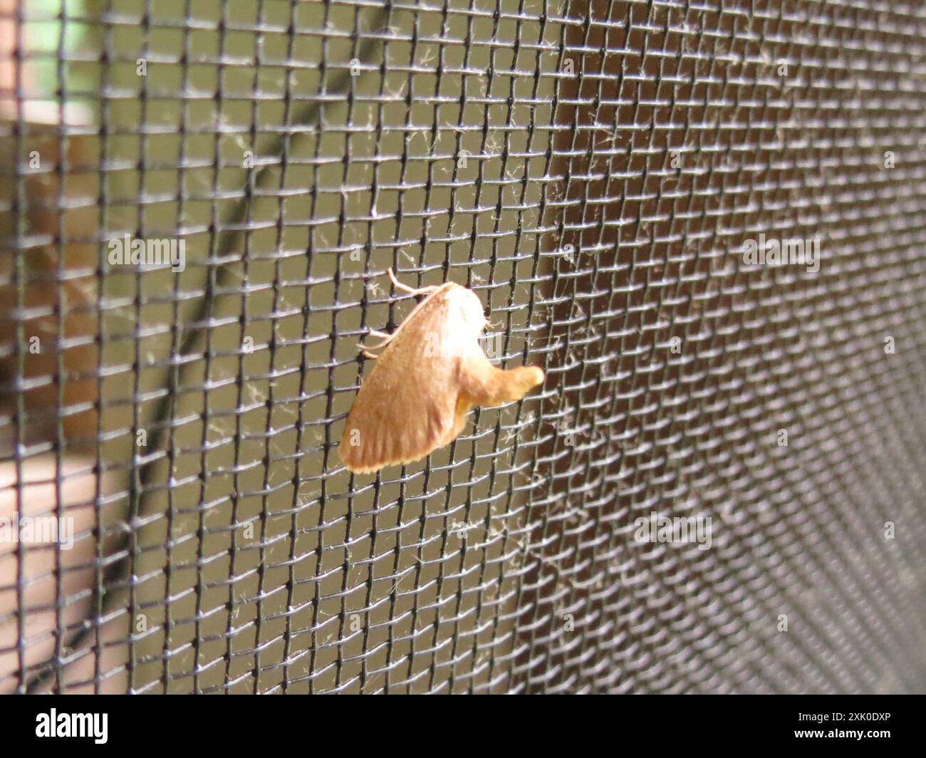 Red-crossed Button Slug Moth (Tortricidia pallida) Insecta Stock Photo ...