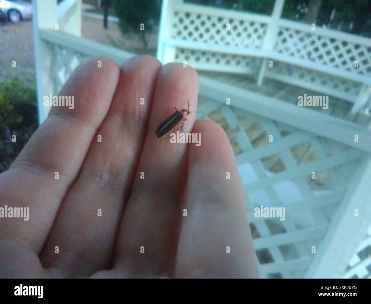 Common Eastern Firefly (Photinus pyralis) Insecta Stock Photo - Alamy