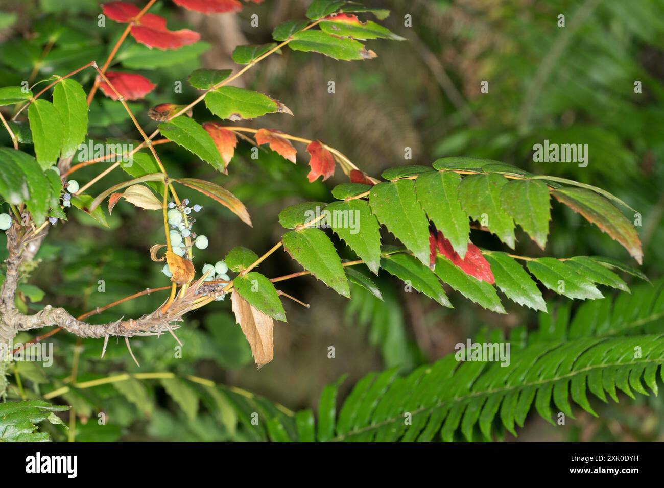 Cascade Oregon-grape (Berberis nervosa) Plantae Stock Photo - Alamy