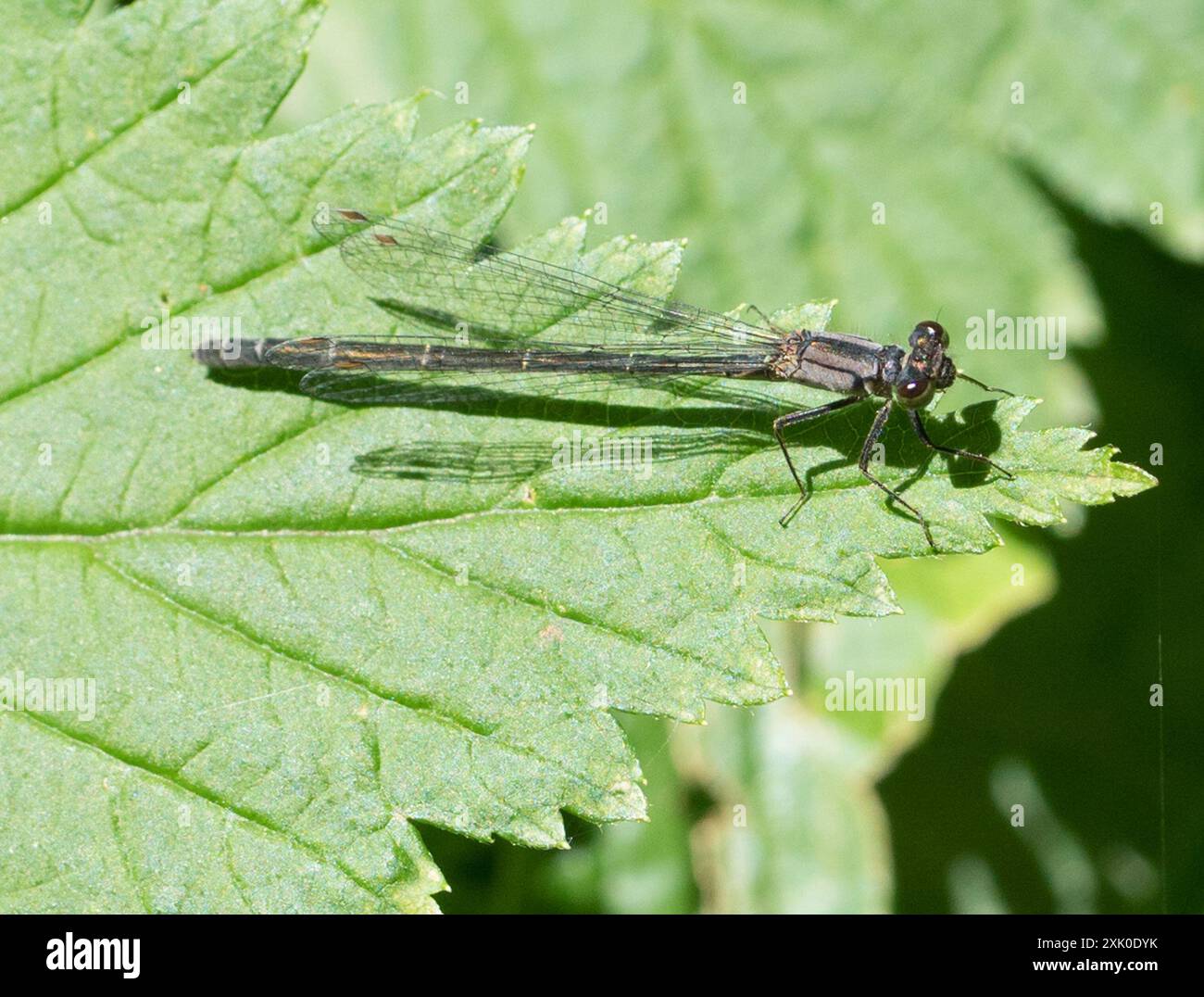 Pacific Forktail (Ischnura cervula) Insecta Stock Photo - Alamy