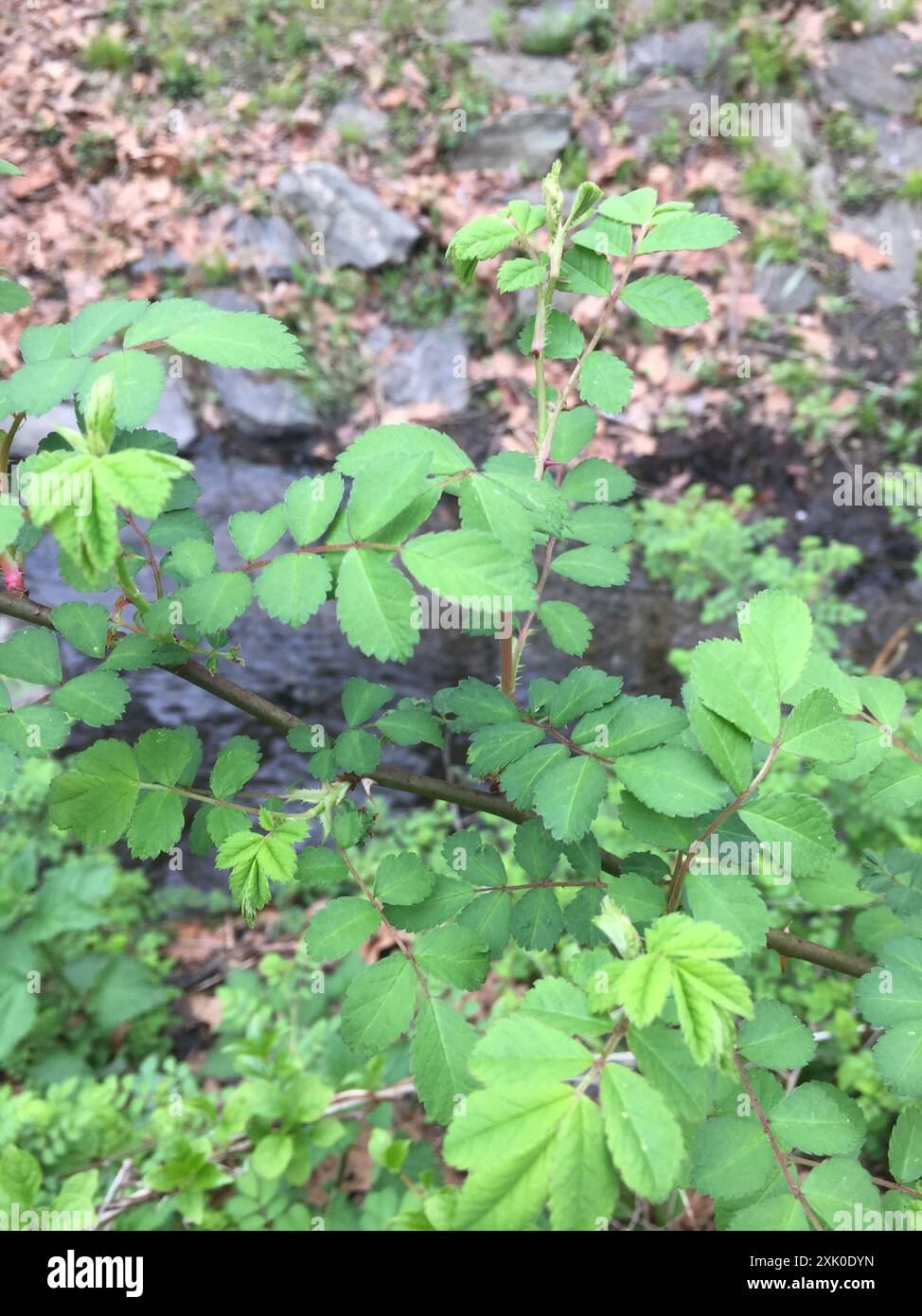 multiflora rose (Rosa multiflora) Plantae Stock Photo - Alamy