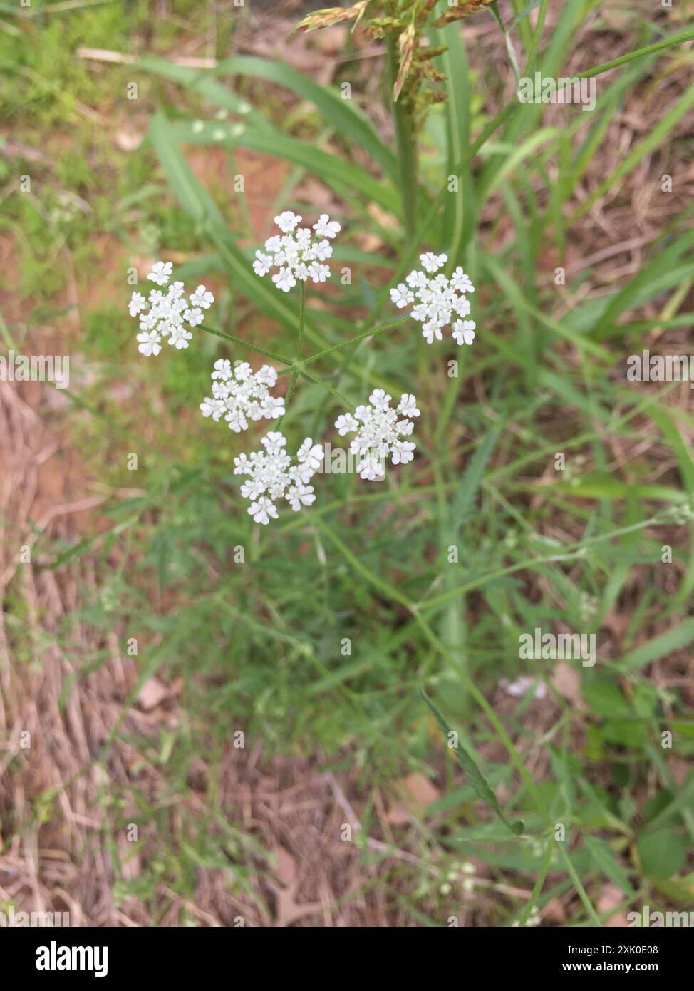 common hedge parsley (Torilis arvensis) Plantae Stock Photo - Alamy