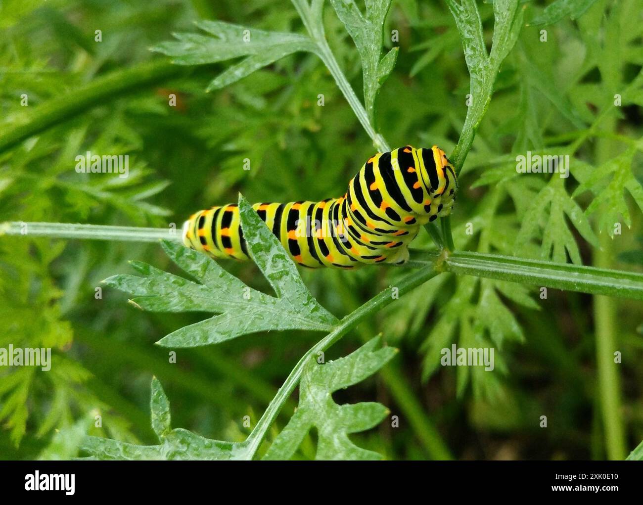 Old World Swallowtail (Papilio machaon) Insecta Stock Photo - Alamy