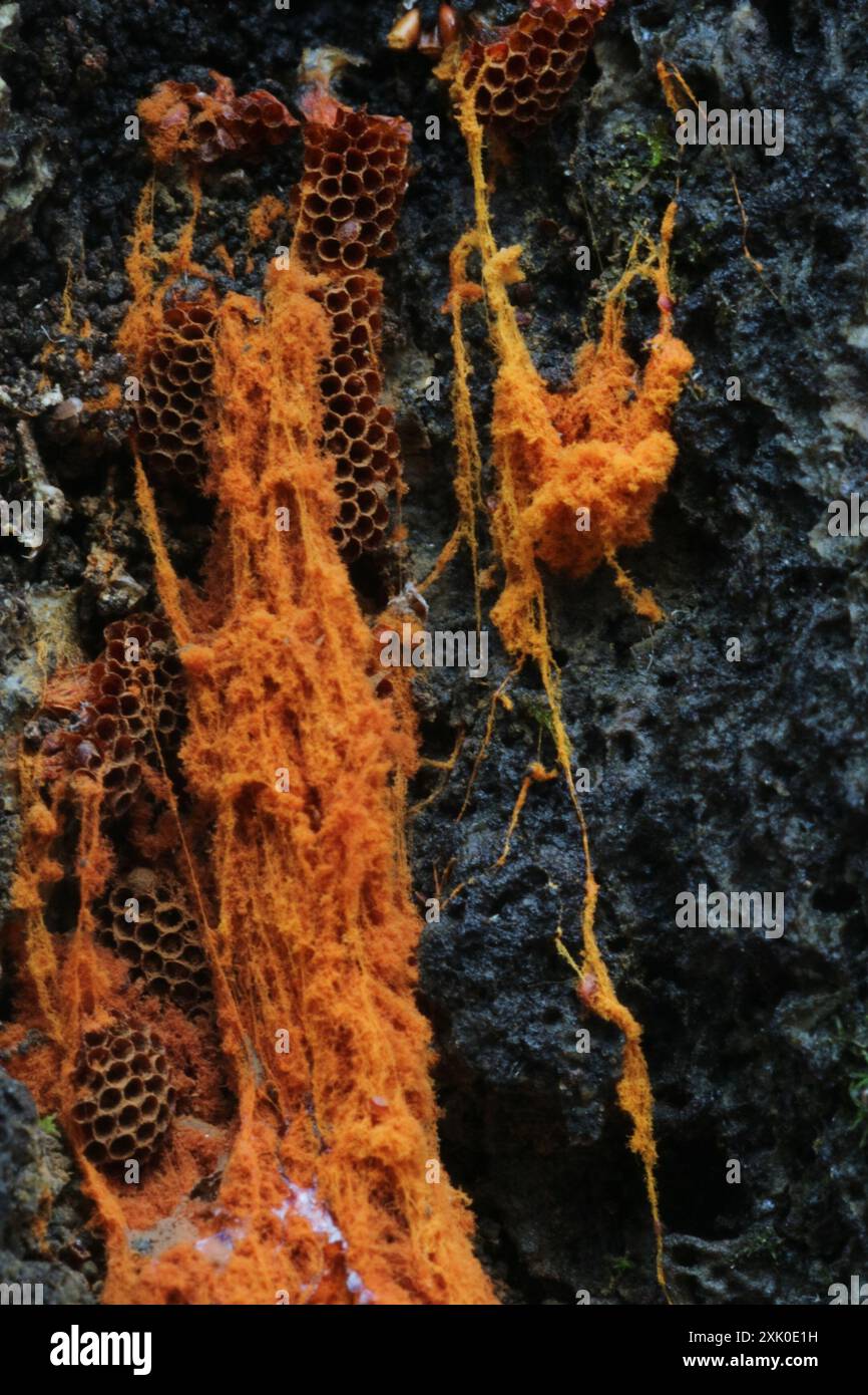 Vesparia hi-res stock photography and images - Alamy