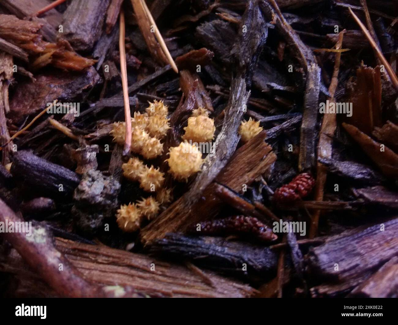 fluted bird's nest fungus (Cyathus striatus) Fungi Stock Photo - Alamy