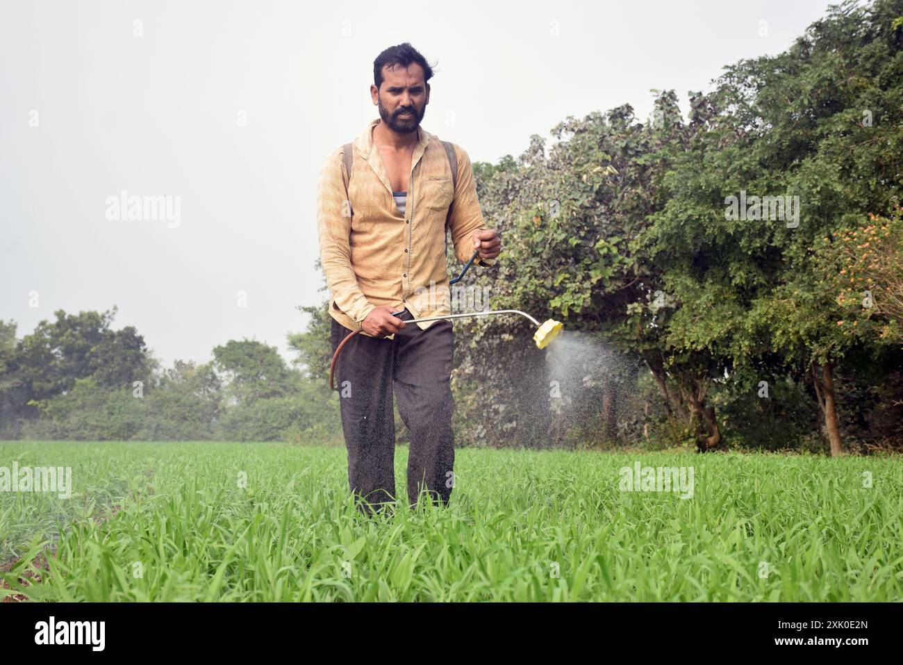 Indian farmer spraying fertilizer in his wheat field Stock Photo - Alamy