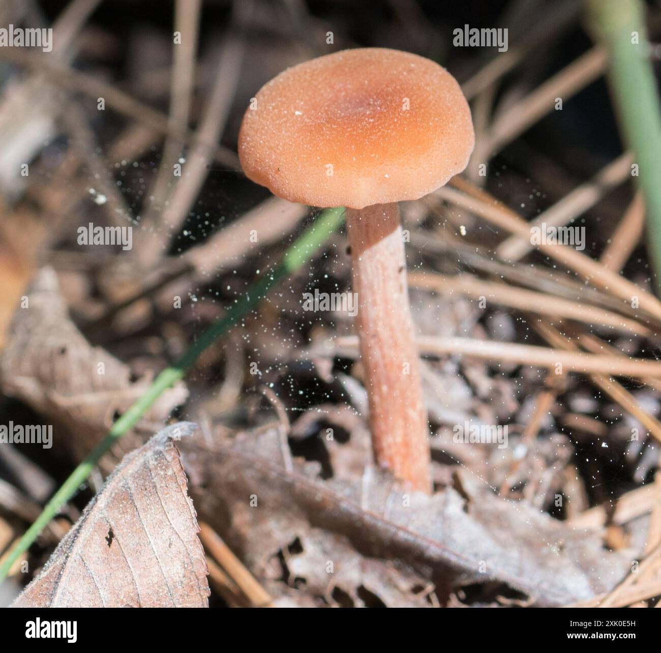 deceiver (Laccaria laccata) Fungi Stock Photo - Alamy