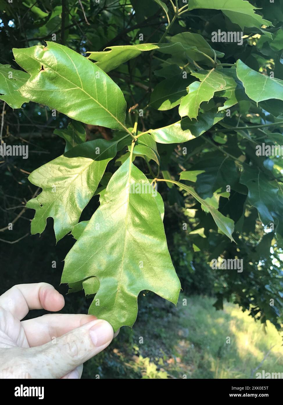 southern red oak (Quercus falcata) Plantae Stock Photo - Alamy