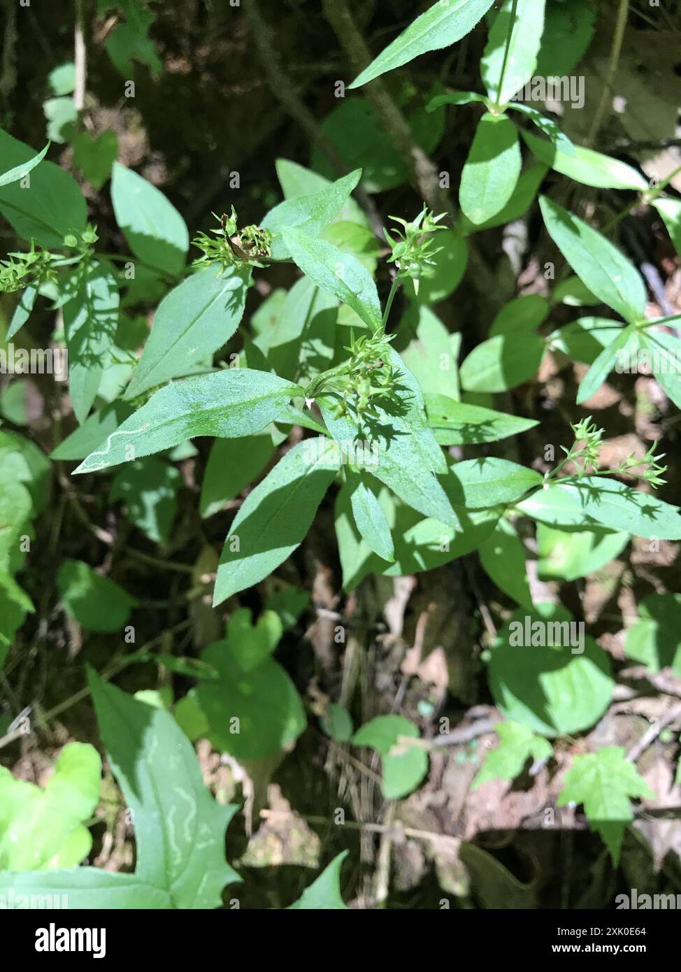 summer bluet (Houstonia purpurea) Plantae Stock Photo - Alamy