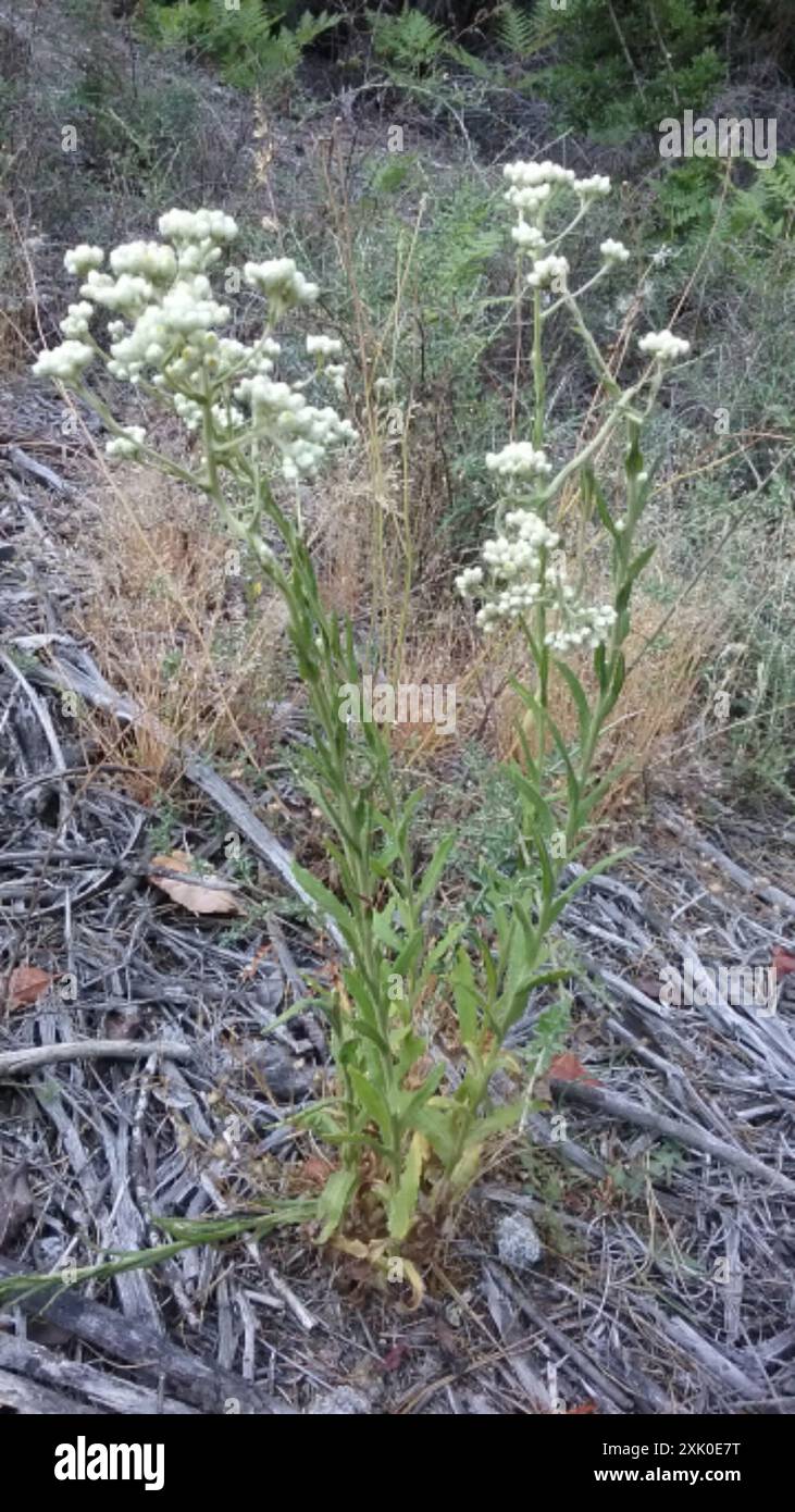 California cudweed (Pseudognaphalium californicum) Plantae Stock Photo ...