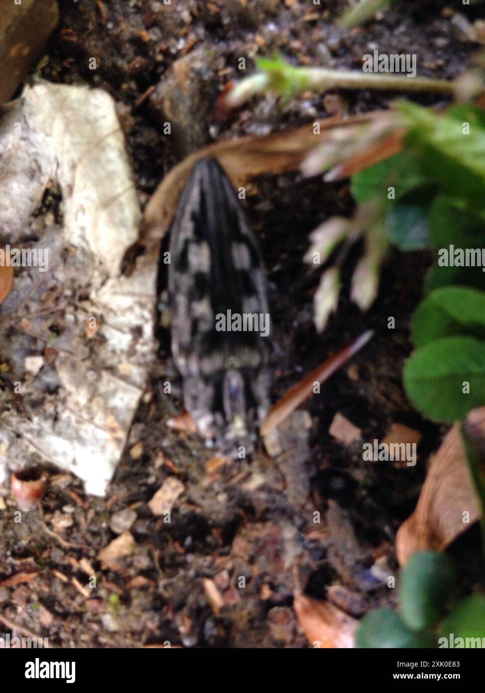 Sculptured Pine Borer (Chalcophora virginiensis) Insecta Stock Photo ...