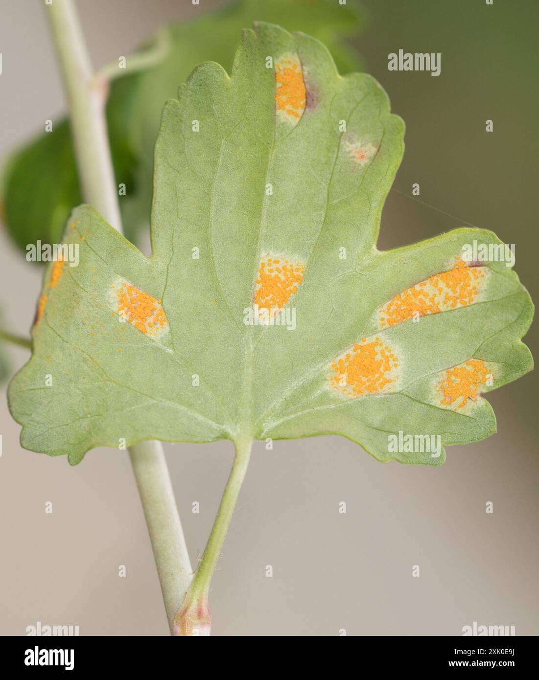 white pine blister rust (Cronartium ribicola) Fungi Stock Photo - Alamy