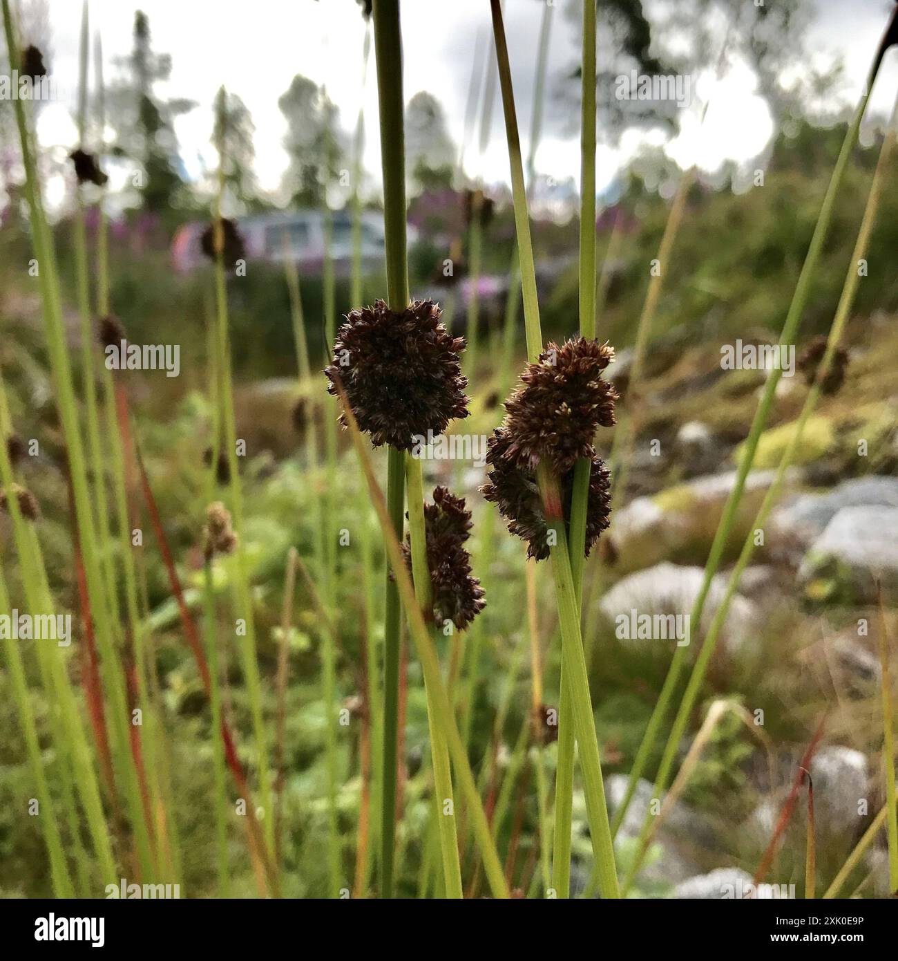 Compact rush juncus conglomeratus hi-res stock photography and images ...