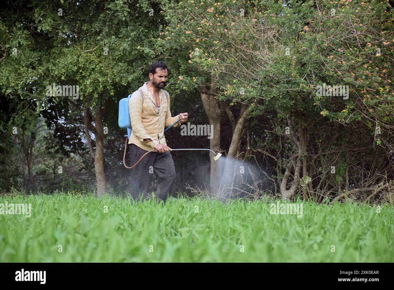 Indian farmer spraying fertilizer in his wheat field Stock Photo - Alamy